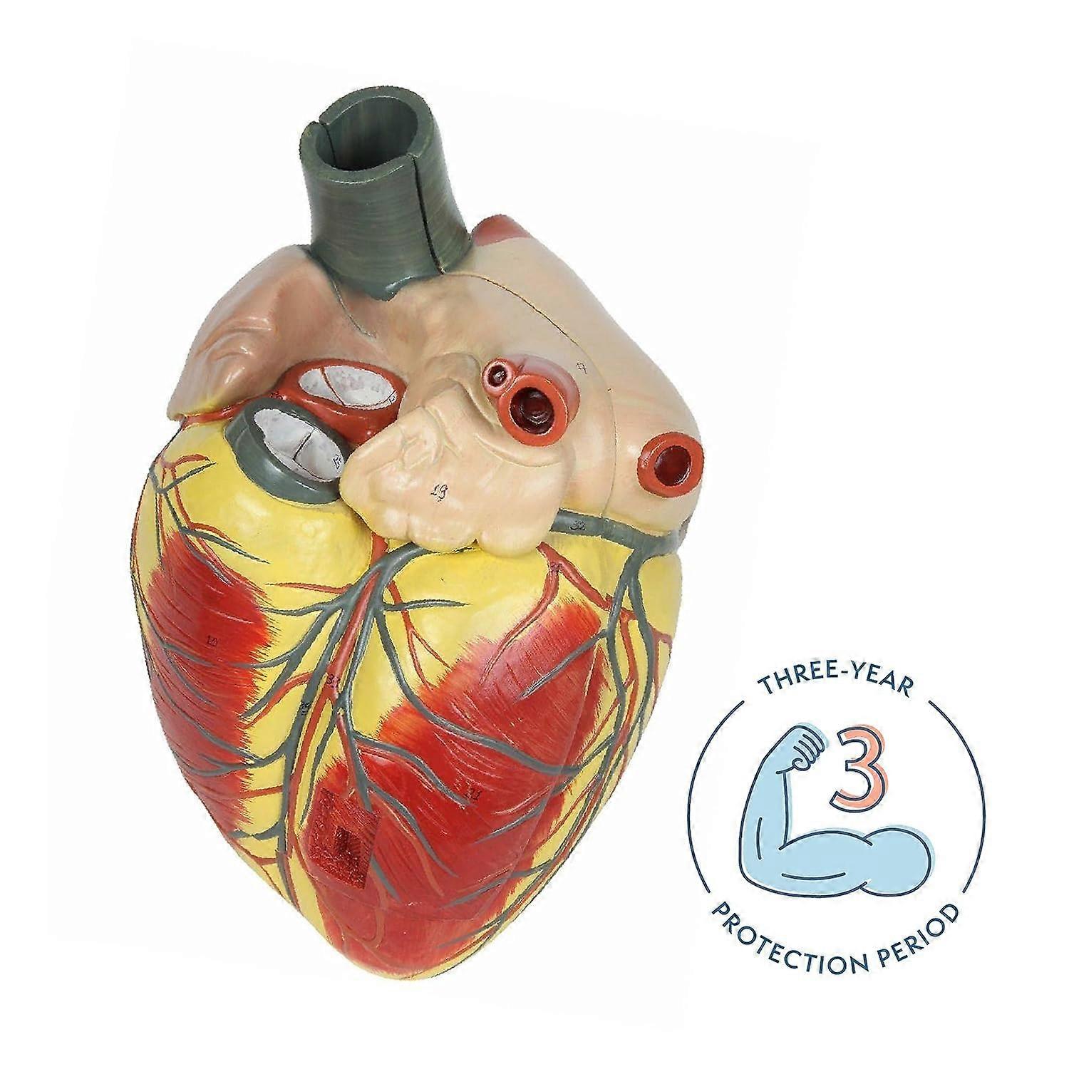 Scientific Human Heart Model Anatomy, 3x Life Size, Scientific Heart ...