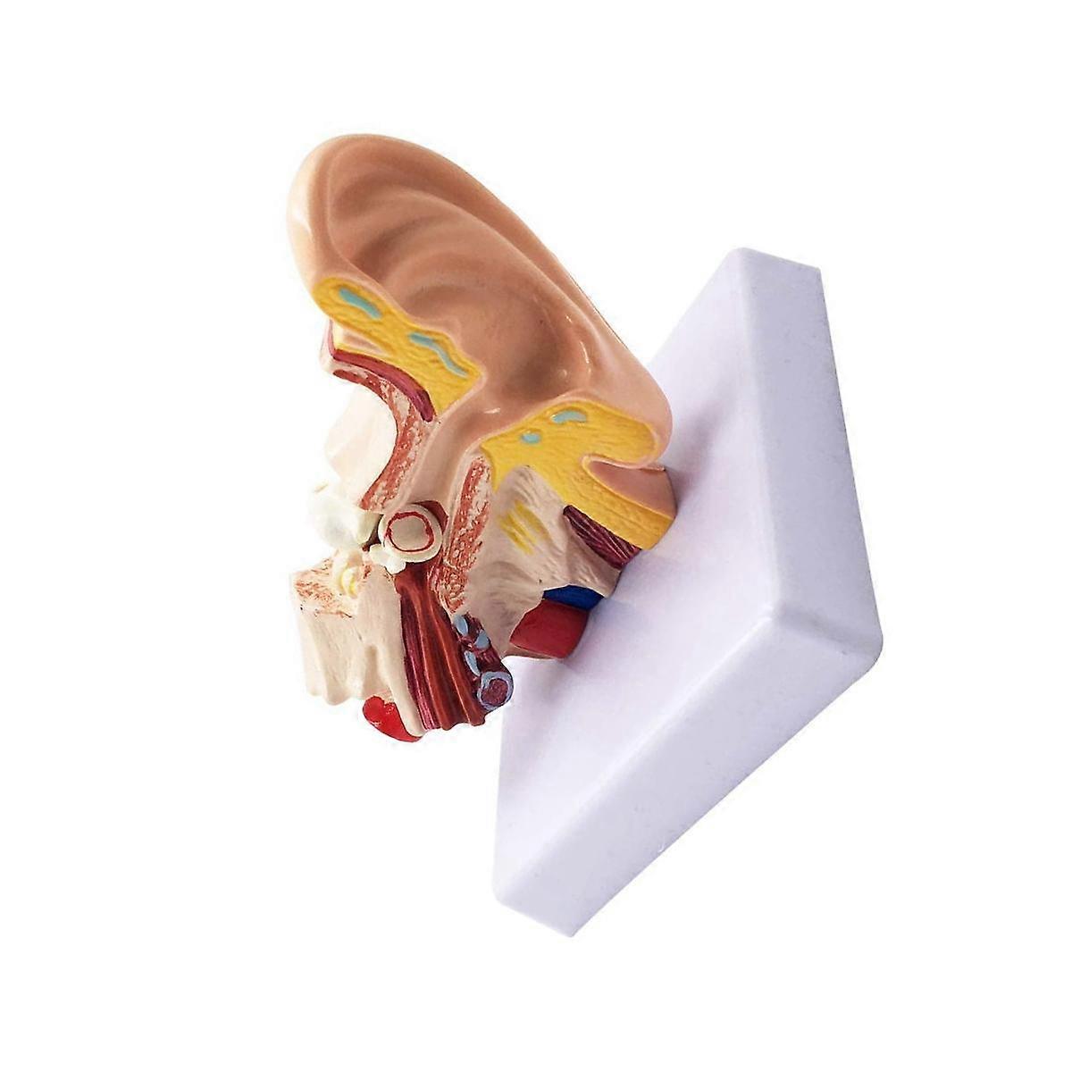 1.5X Human Ear Anatomy Model - Professional Desktop Inner Ear Structure ...
