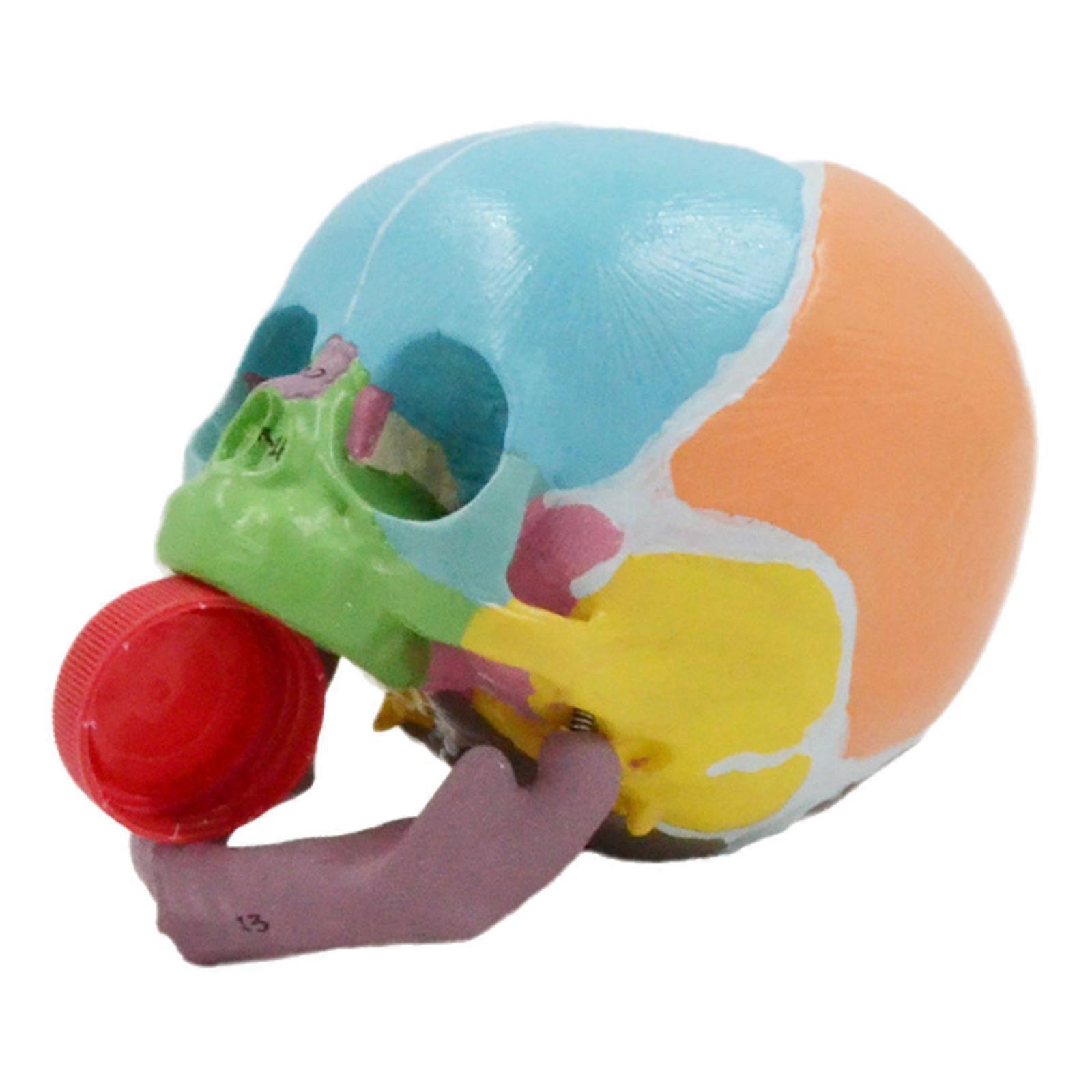 Life Size Baby Head Skeleton Model Number Coded Baby Head Anatomy Skull ...