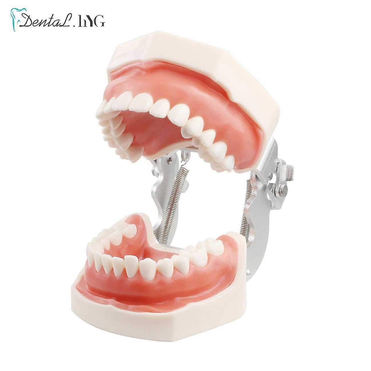 28/32pc Dental Teeth Model For Dental Technician Practice Preparation ...