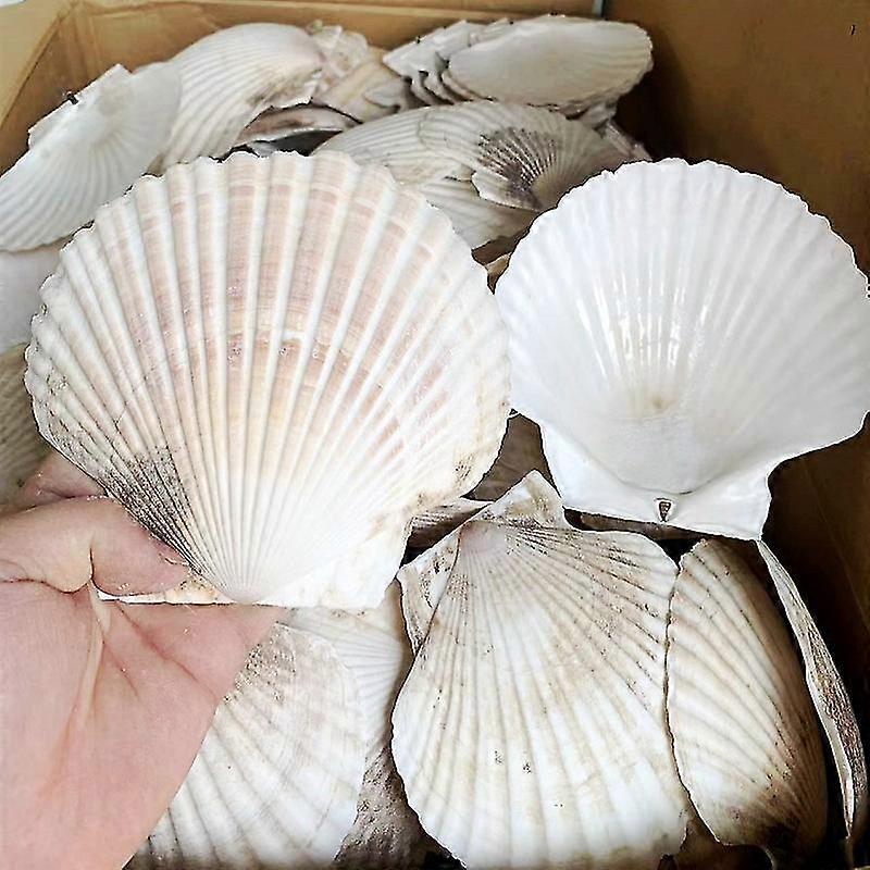 10PCS Natural Scallop Shells 12CM White Large Seashells Scallop Shells ...