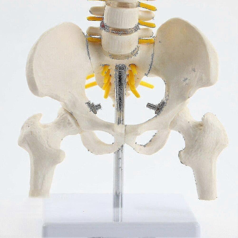Anatomical Spine Model Pelvic Flexible Spinal Column Model | Fruugo UK