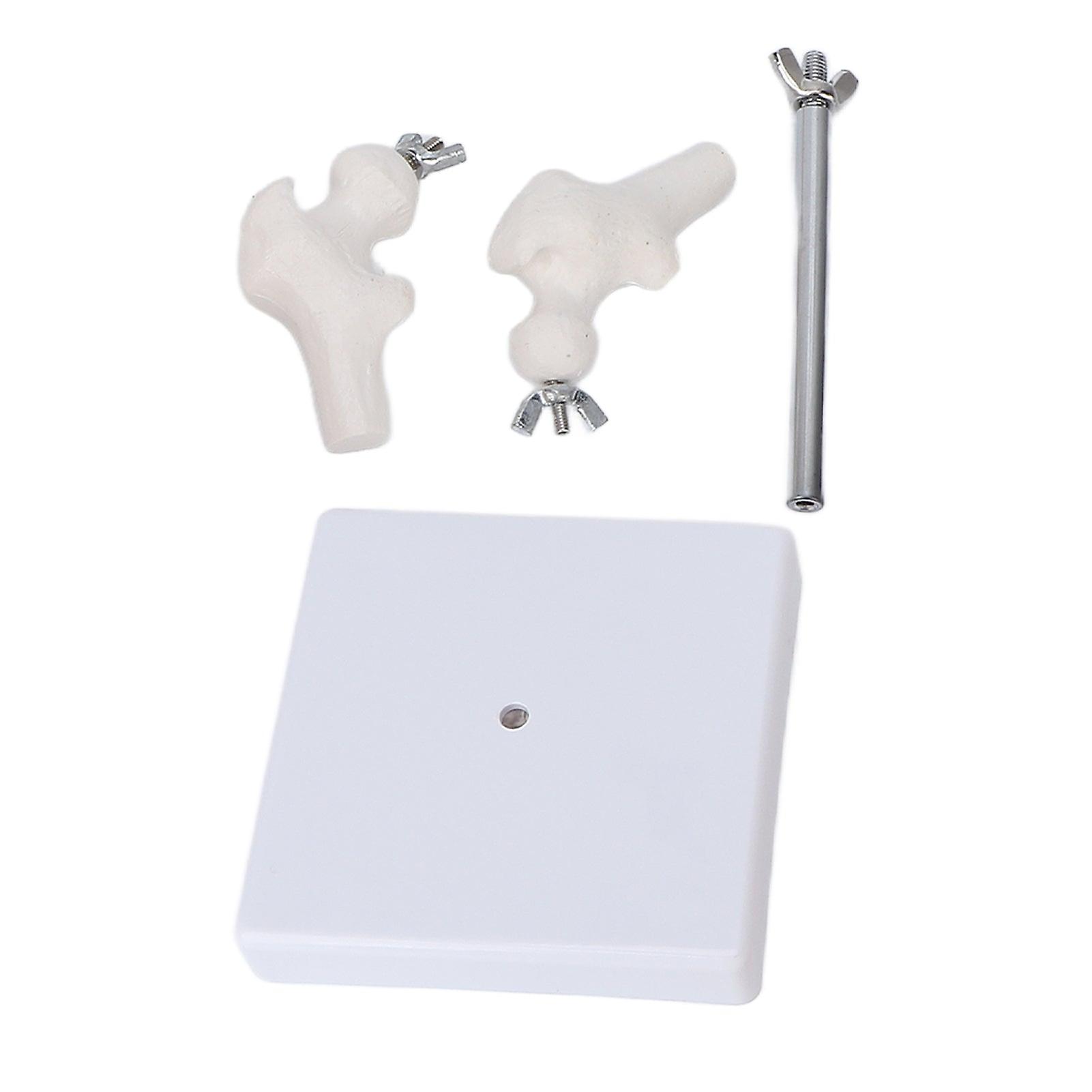 Vertebral column model half leg bone flexible spine model perfect ...