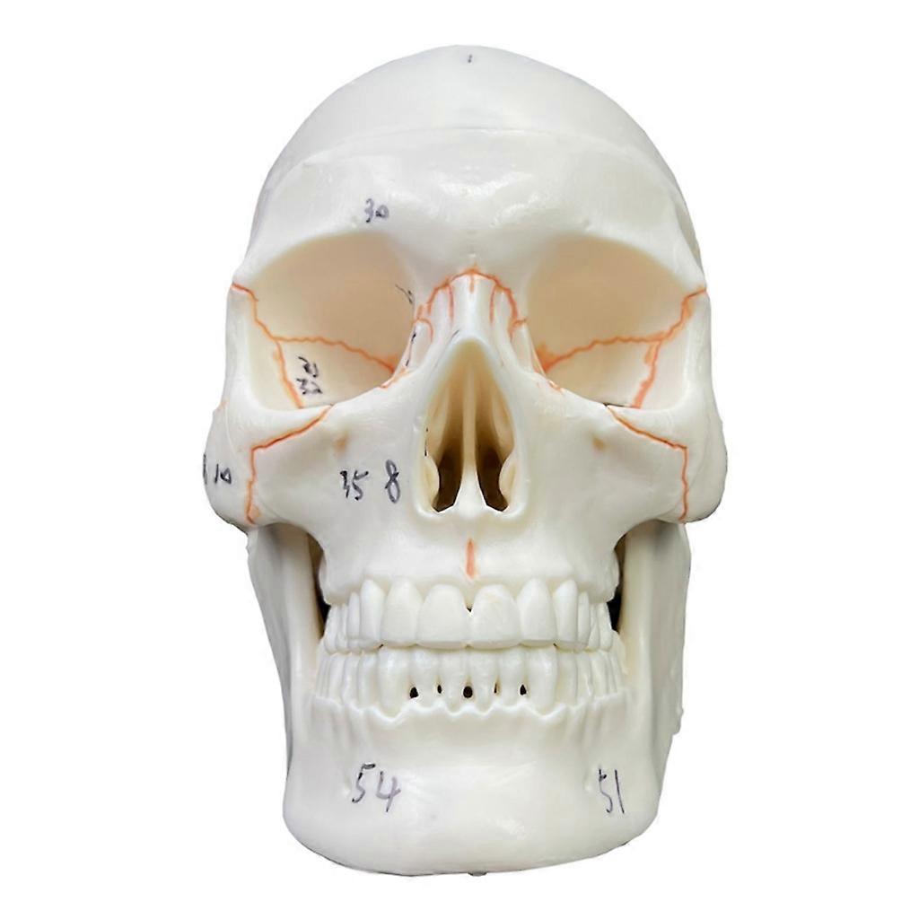 Numbered Human Skull Model Life Size Adult Human Anatomy Head Skeleton ...