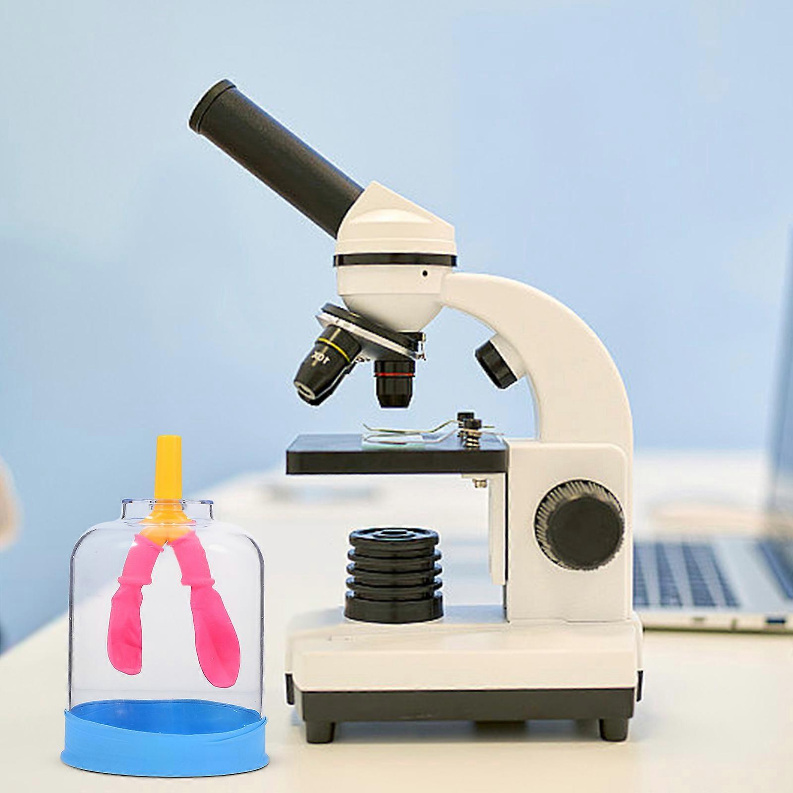 Human Lung Breathing Model Teaching Aid Education Lung Model for ...