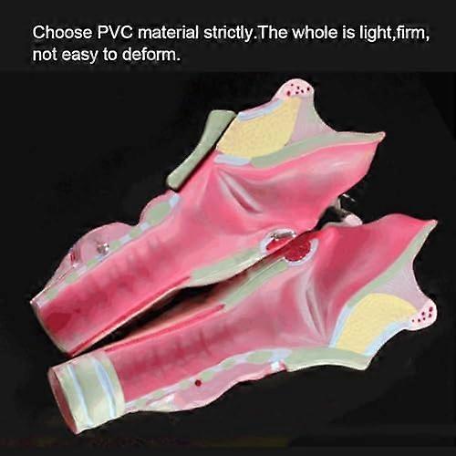Enlarged Laryngeal Anatomy Model for Medical Teaching - Detailed Larynx ...