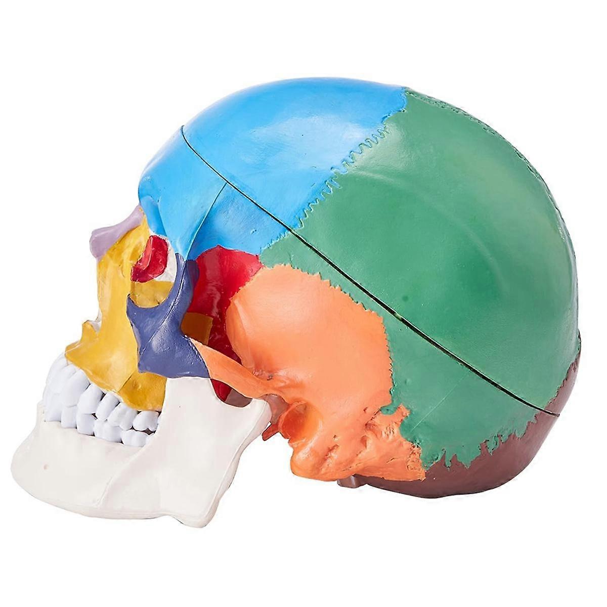 Human Skull Model, Life-Size Painted Anatomy Skull Model, PVC ...