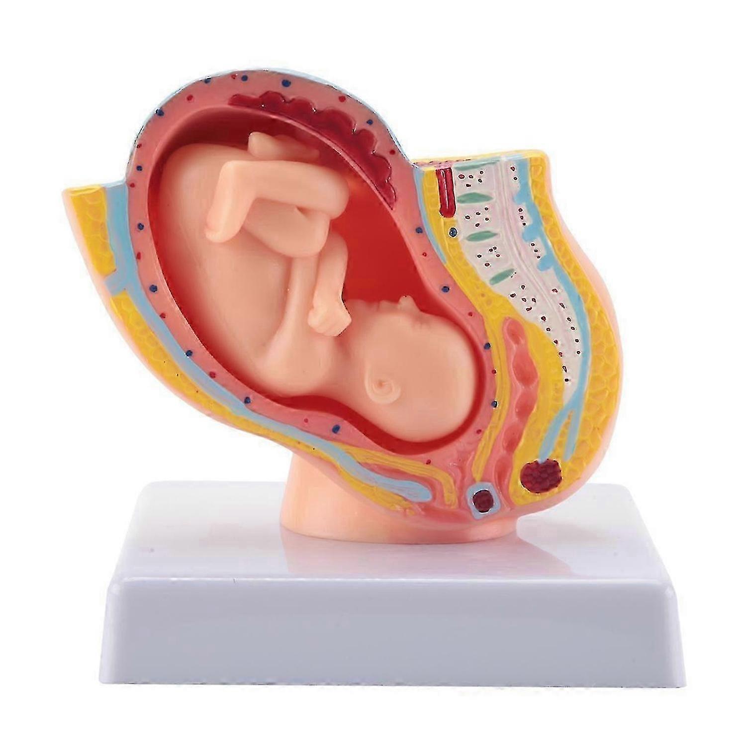 Human Pregnancy Fetal Development 9Th Month Embryonic Pelvic Model ...
