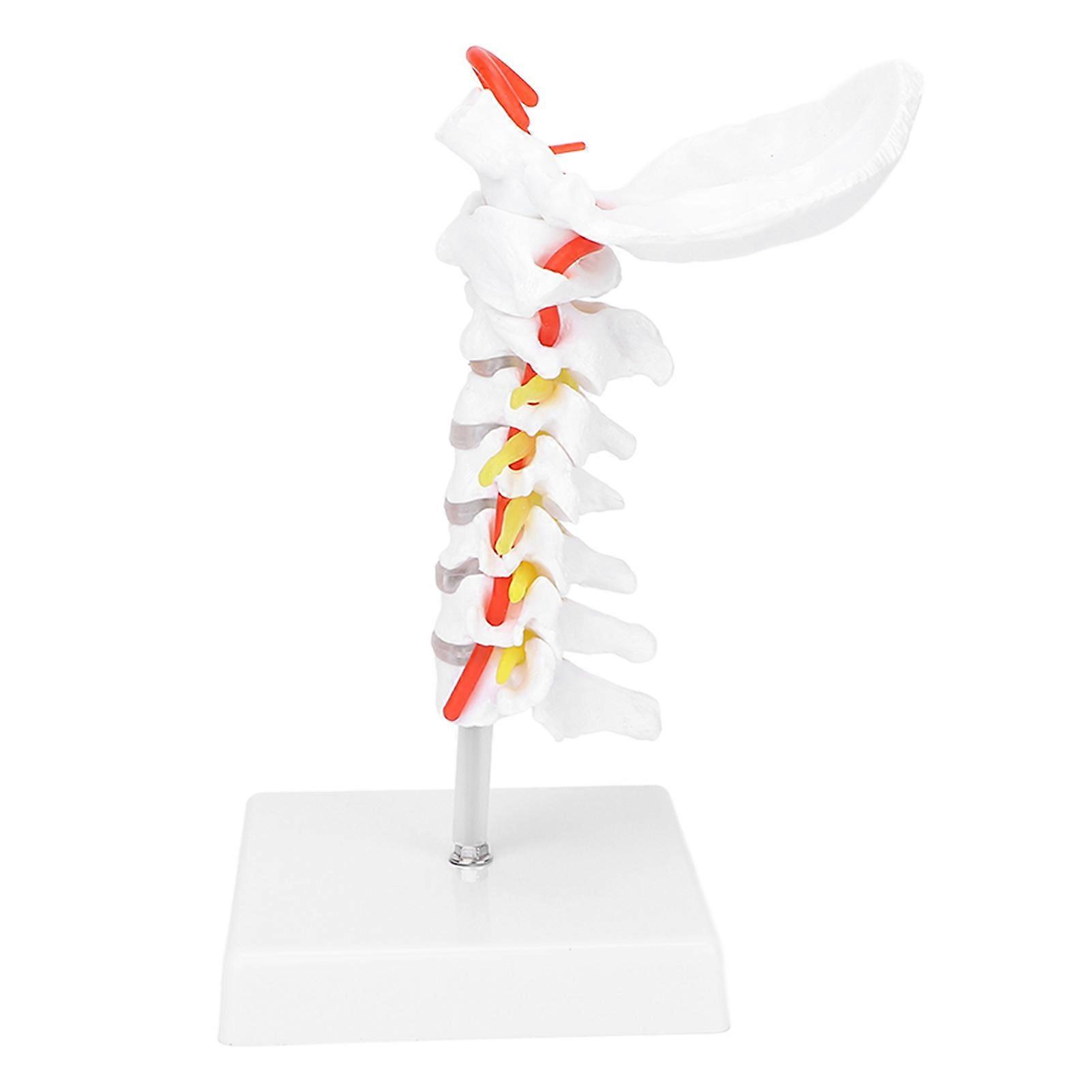 Anatomical Model Spine Cervical Vertebra Arteria Spine Spinal Nerves ...