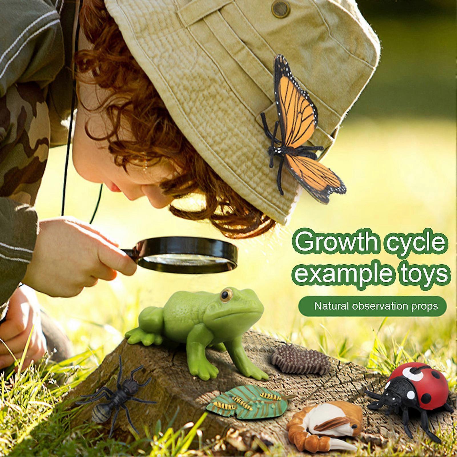 1 Box Biology Discovery Toy Realistic Frog Bee Panda Chick Butterfly ...