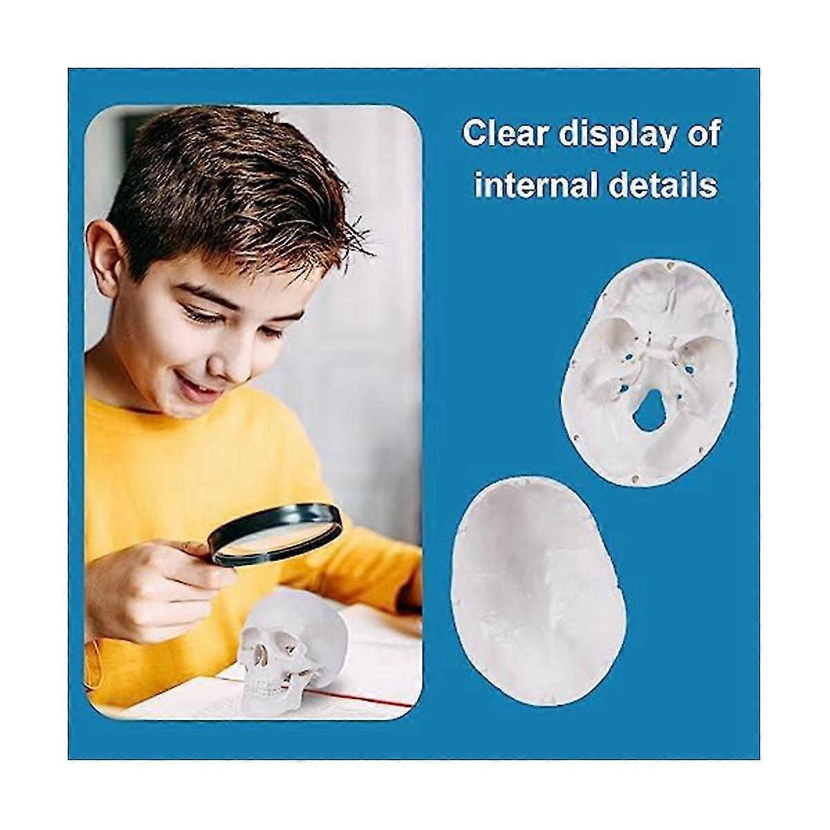 Mini Human Skull Model, 3 Parts Anatomical Skull Model With Removable ...