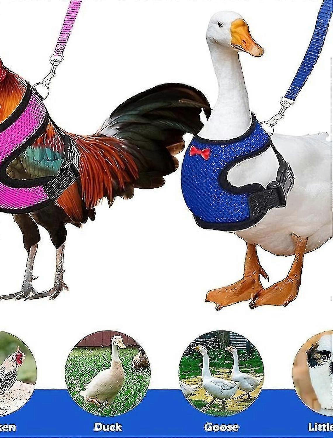 Adjustable Chicken Harness With Leash, Breathable Harness Vest For Duck ...