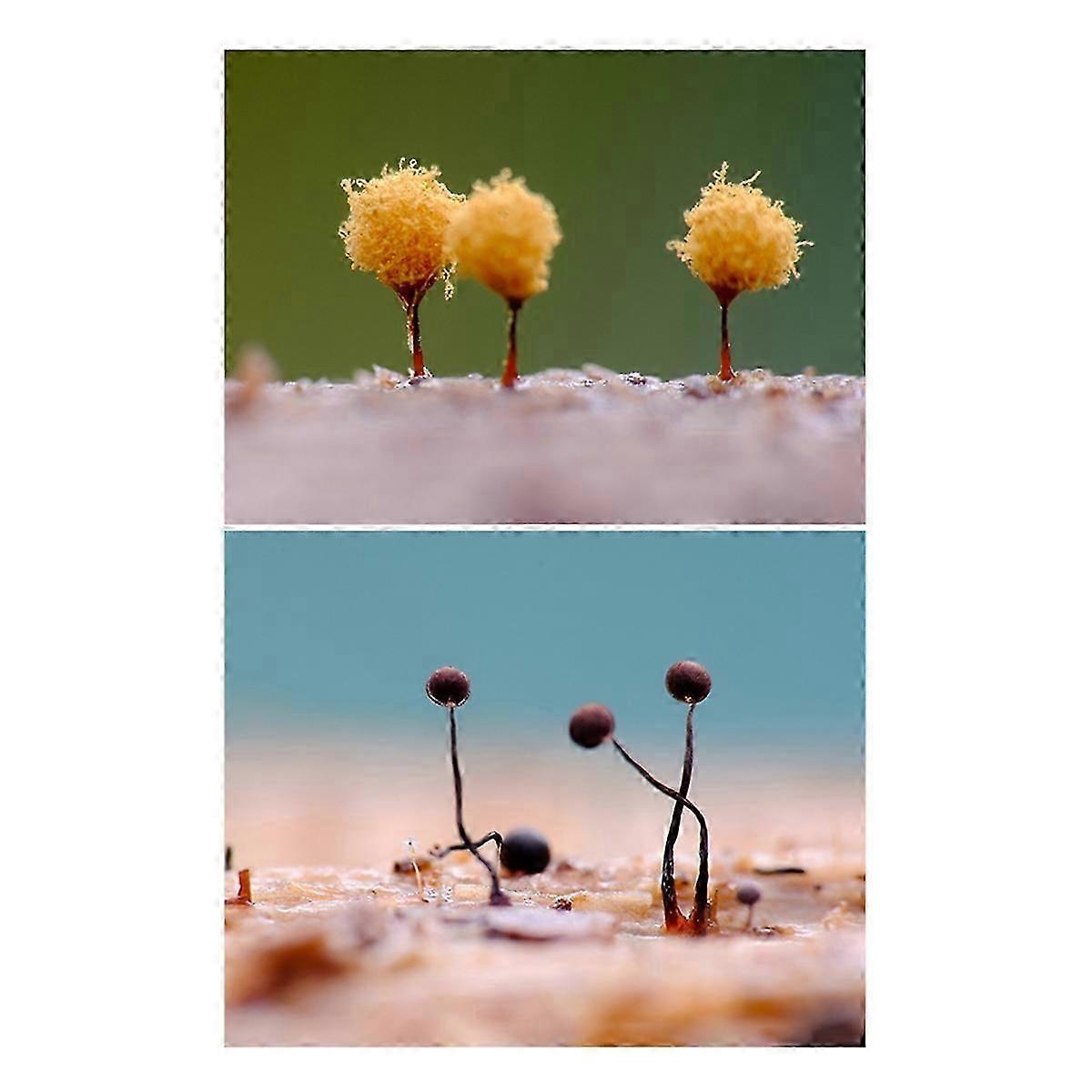 A4 Size Colorful Macro Photography Background Card Double-Side 12pcs 24 ...