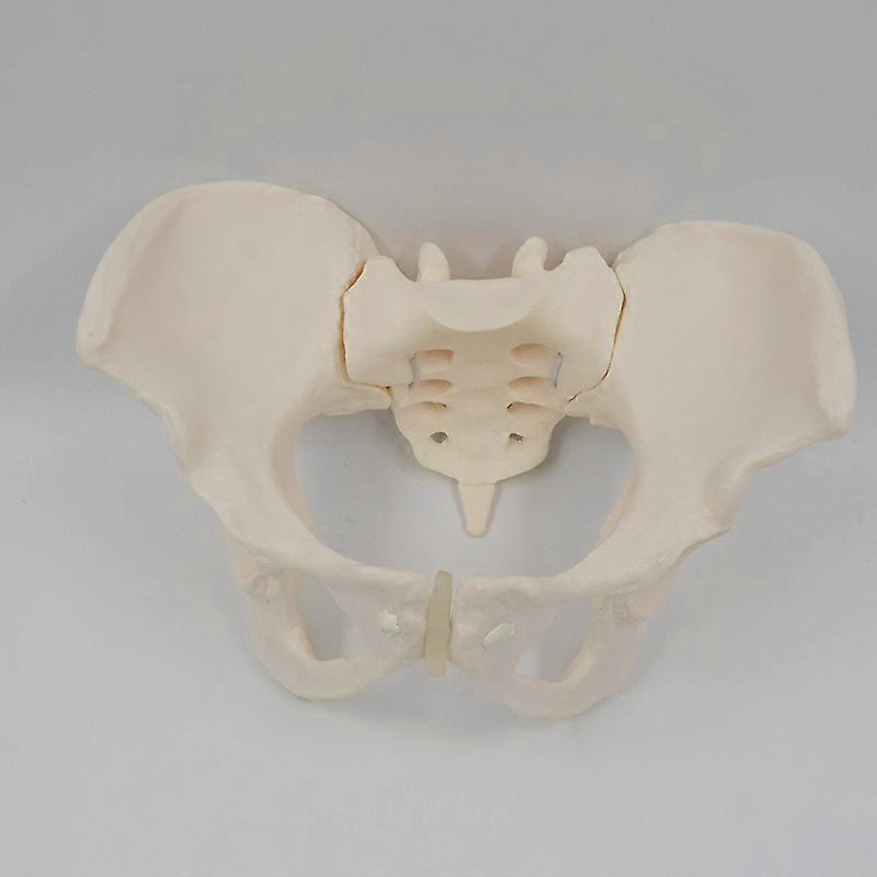 1:1 Movable Pelvis Model Sacrum Hip Bone Female Pelvic Bone Can Bend ...