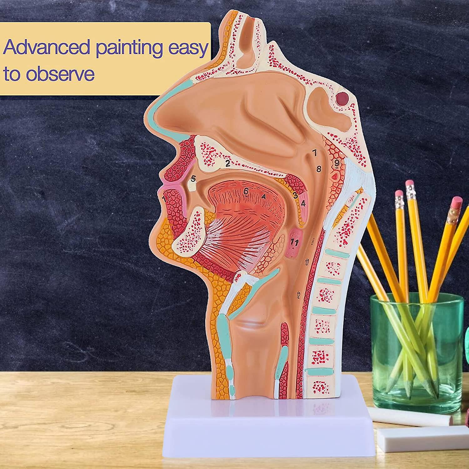 Nasal Cavity Throat Anatomy Model Human Anatomical Pharynx Larynx Model ...