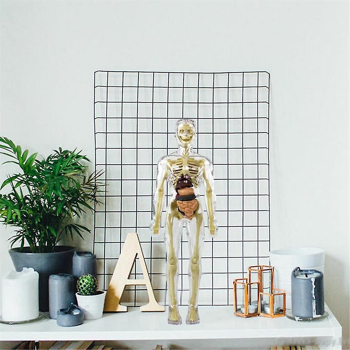 3d Human Body Torso Model Anatomy Model Skeleton,human Body Model ...