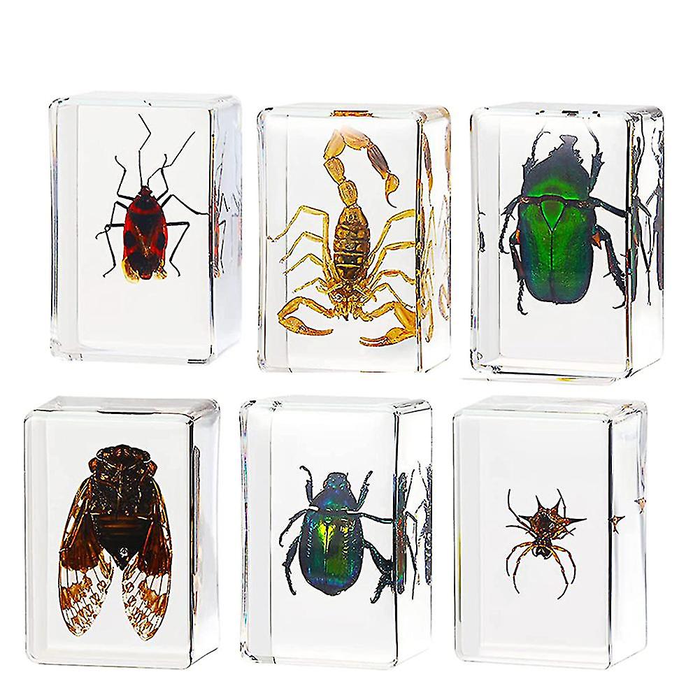 6-pack Insect Resin Specimen Cicada Collection Paperweight Arachnid ...