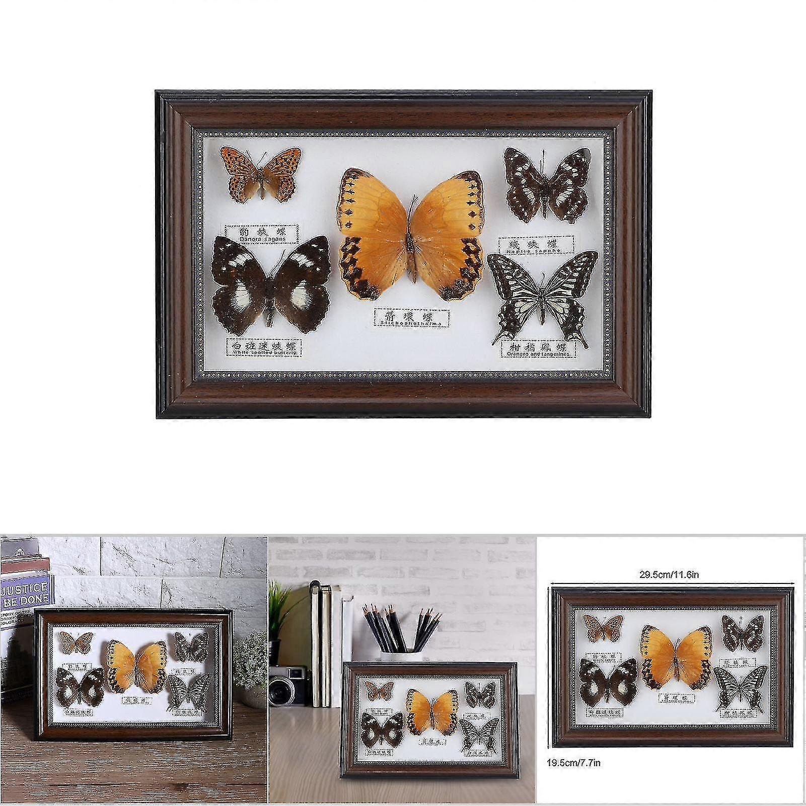 Exquisite Butterflies Insect Specimen Craft Birthday Gift Home Decor ...