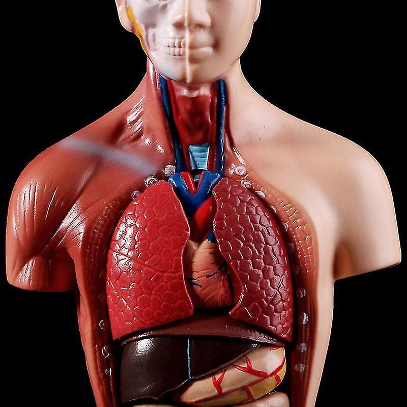 Human Torso Body Anatomy Medical Internal Organs Props Model | Fruugo UK