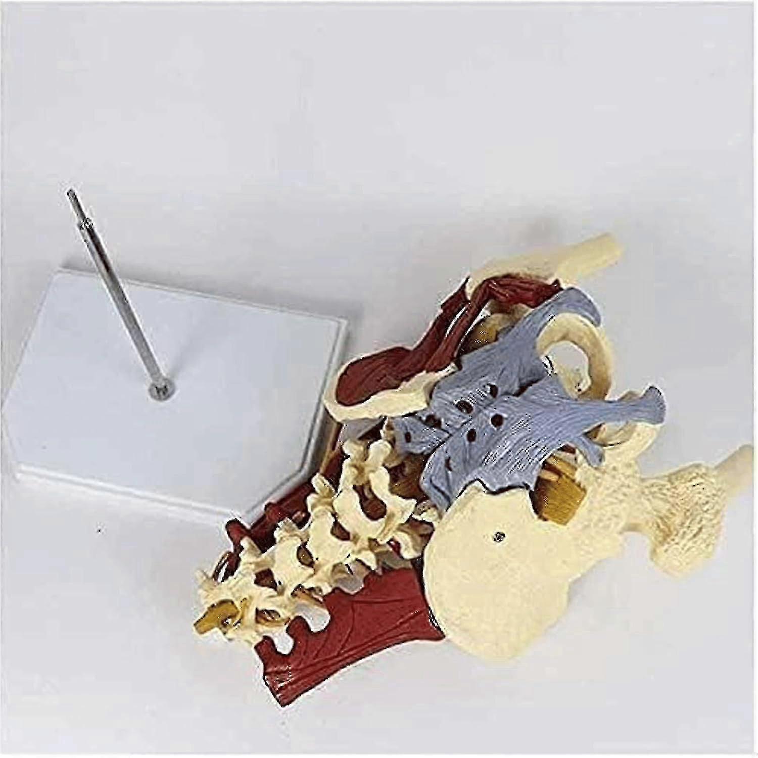 Lumbar Spine Unilateral Muscle Model Adult Life Size Sacrum Skeleton ...