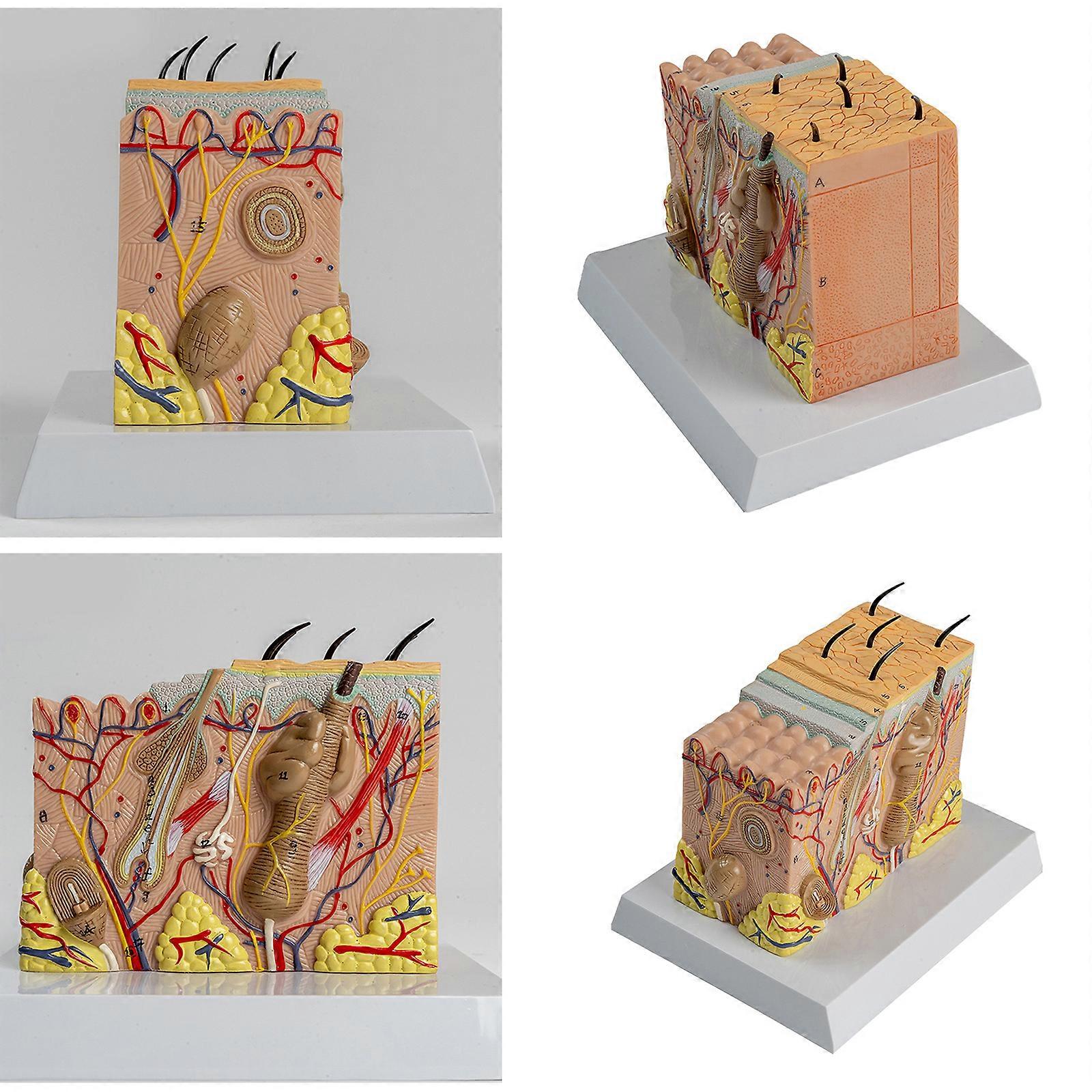 Human Skin Anatomy Model Human Skin Structure Anatomical Model Human ...