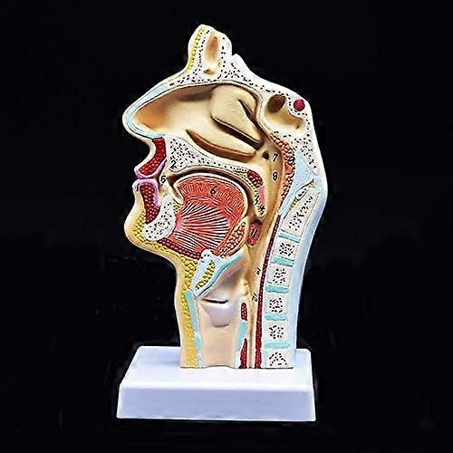 Medical Model of Human Nasal Cavities and Throat Anatomy for Science ...