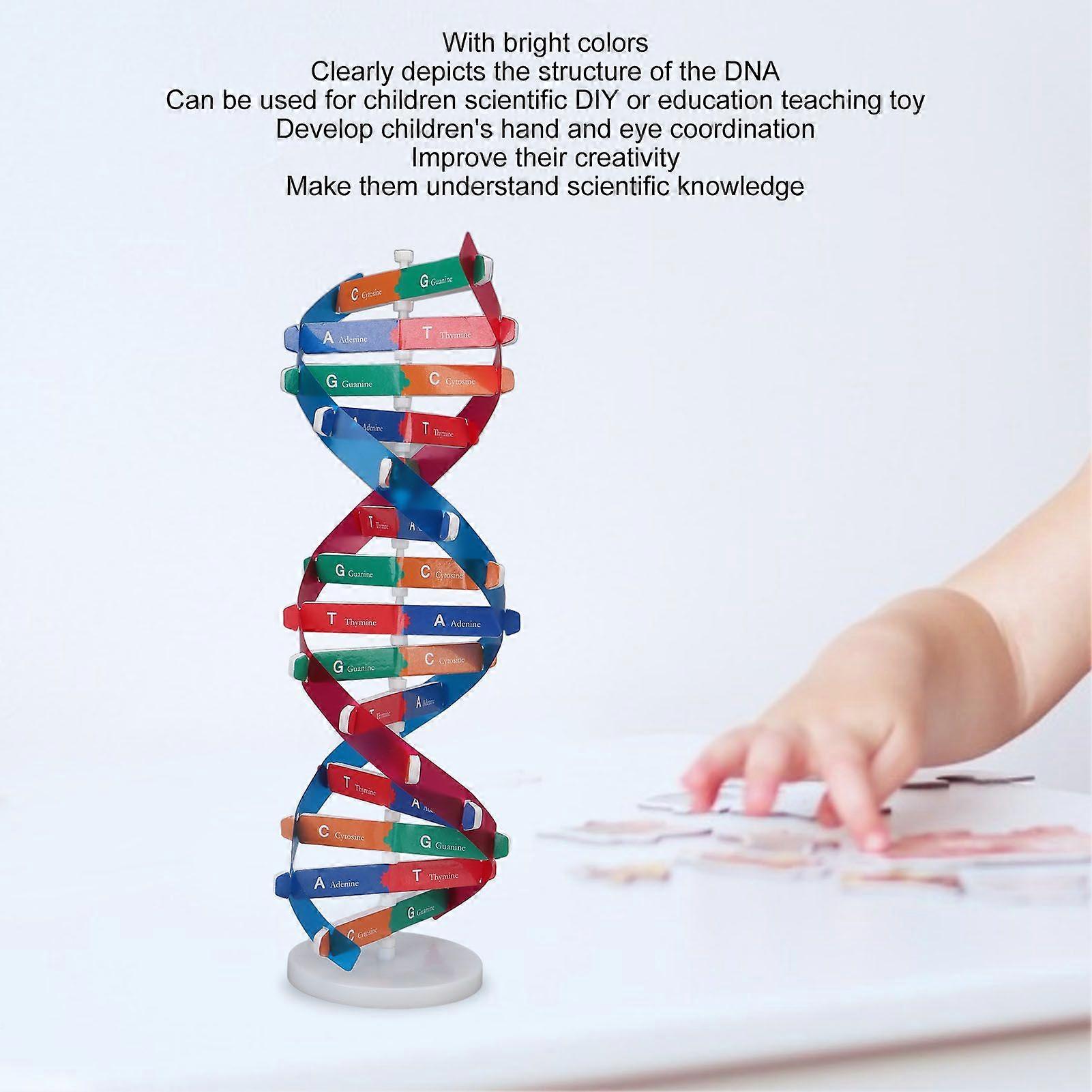 2025 Latest Model Human DNA Model Colorful Double Spiral Assemble Model ...