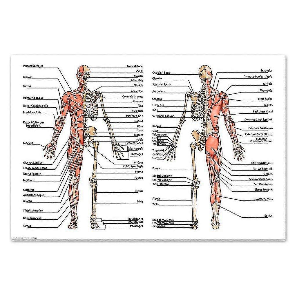 Muscular & Skeletal System Anatomical Poster Set - Human Skeleton ...
