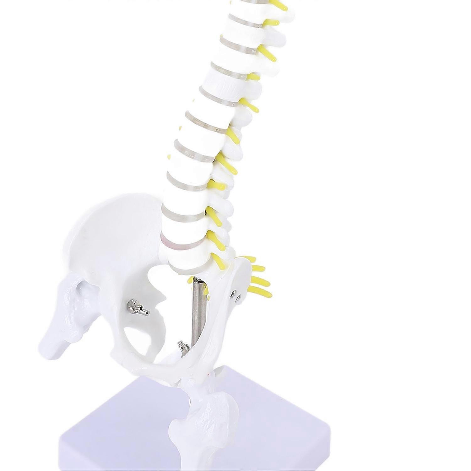Spine Model with Stand Life Size Spinal Cord Model PVC Realistic Human ...