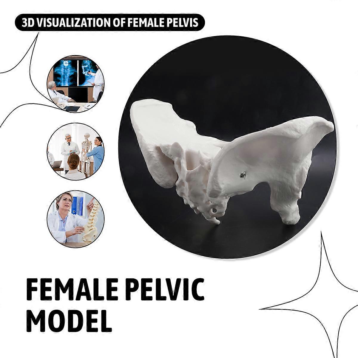 Life Size Female Pelvis Model, Hip Model - Female Anatomy Model, Hip Bone Pelvic Model Female ...