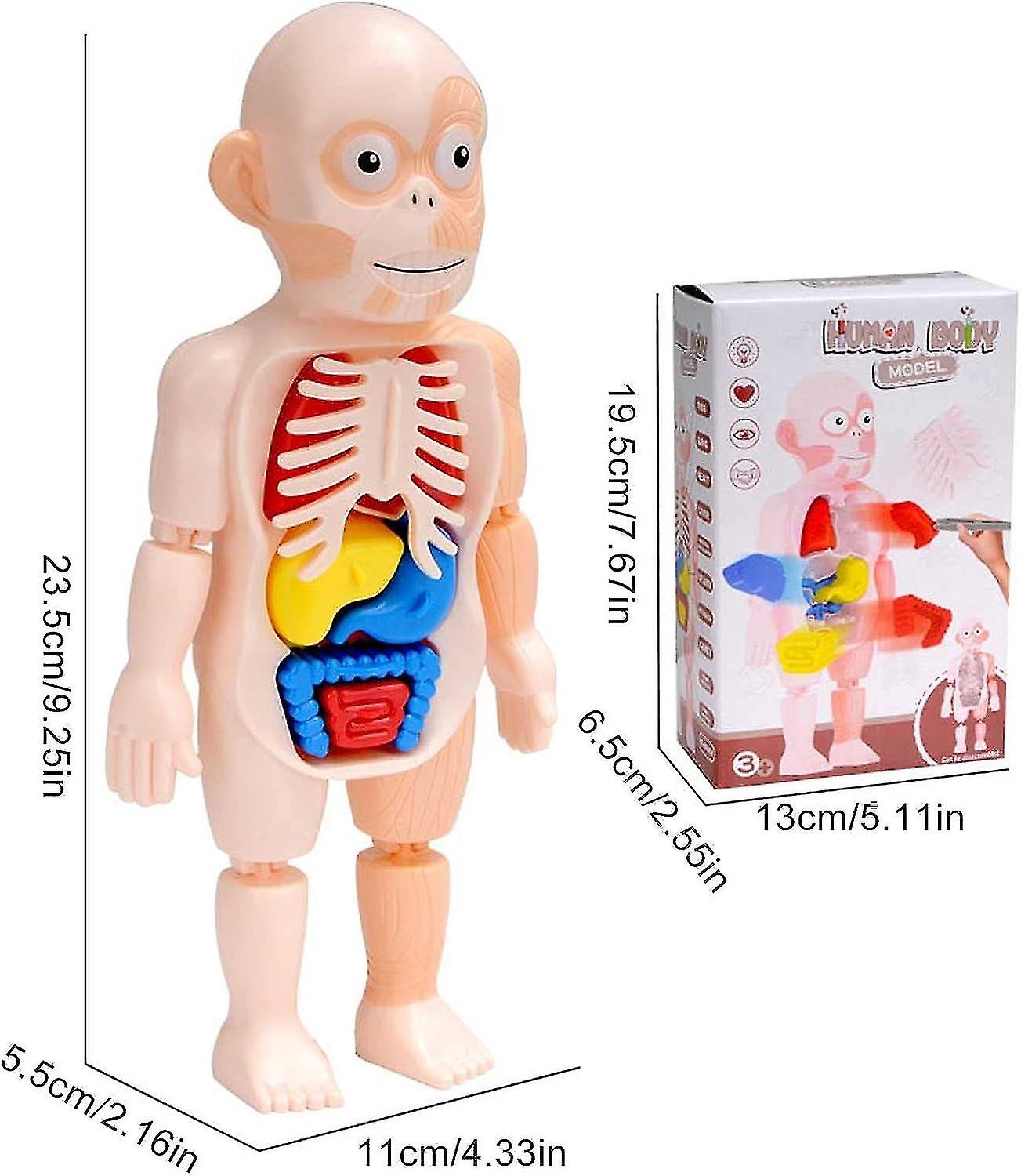 Human Body Model For Kids - Removable Human Body Toy Set With Heart ...