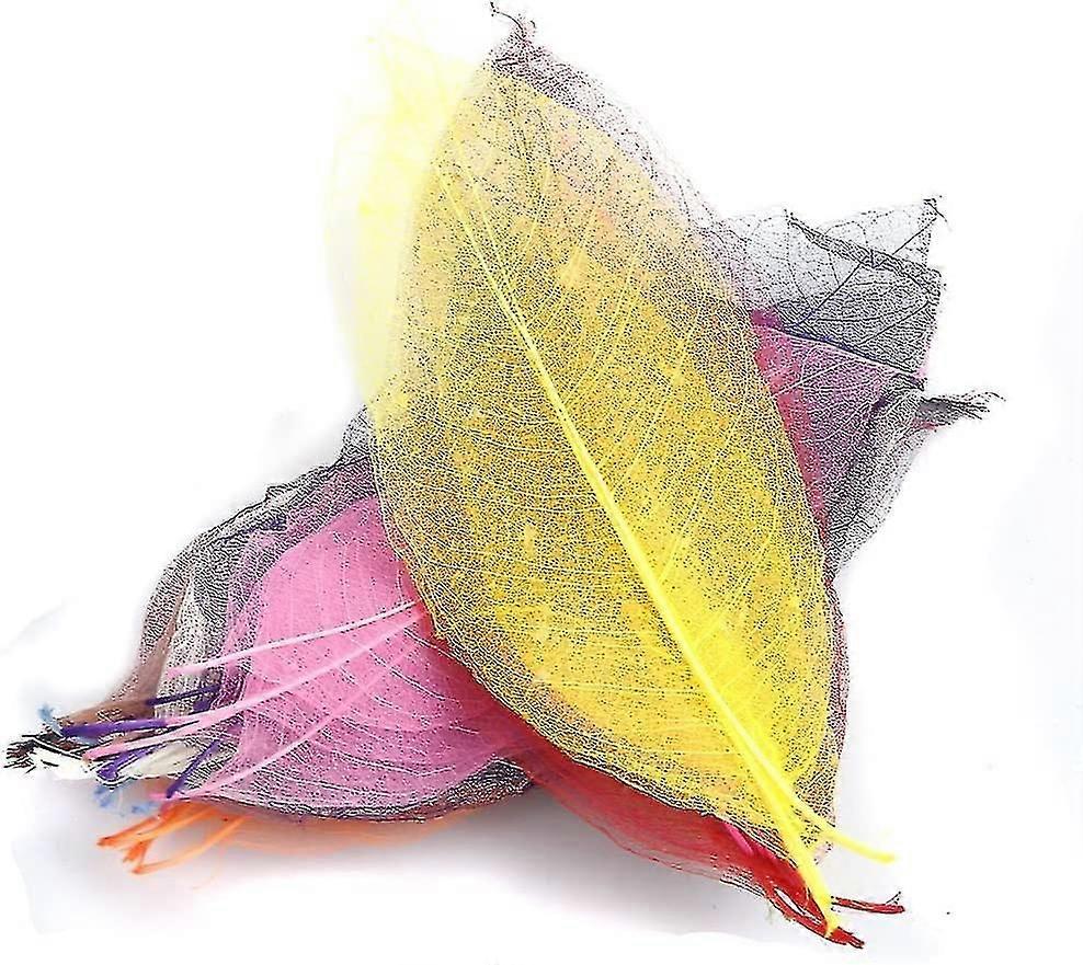 New 50pcs Magnolia Skeleton Leaves (Skeleton Floral Dry Petal ...