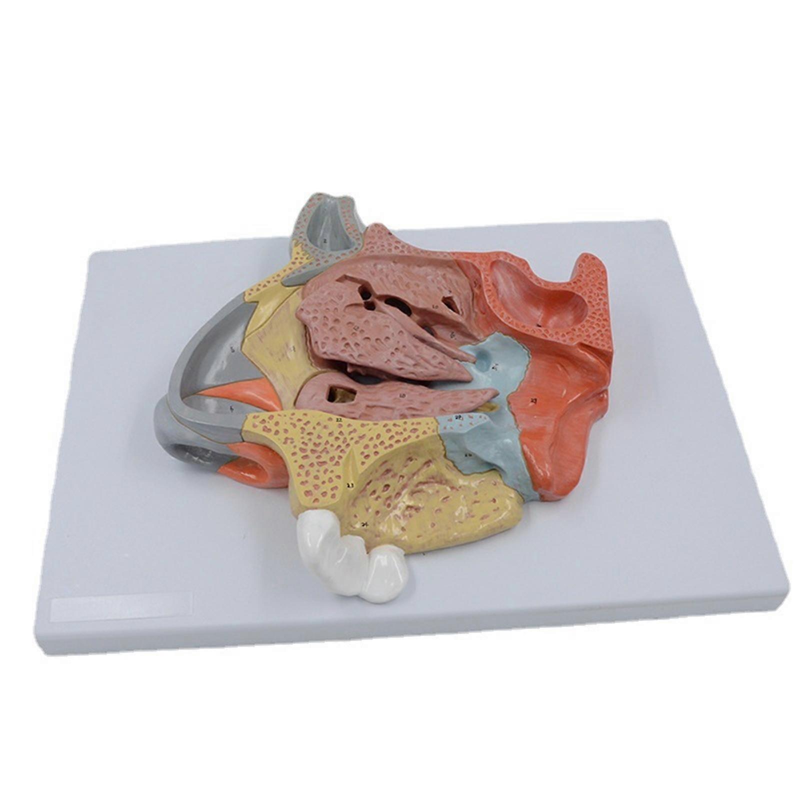 Human Nasal Cavity Throat Anatomy Medical Model-Human Anatomical ...