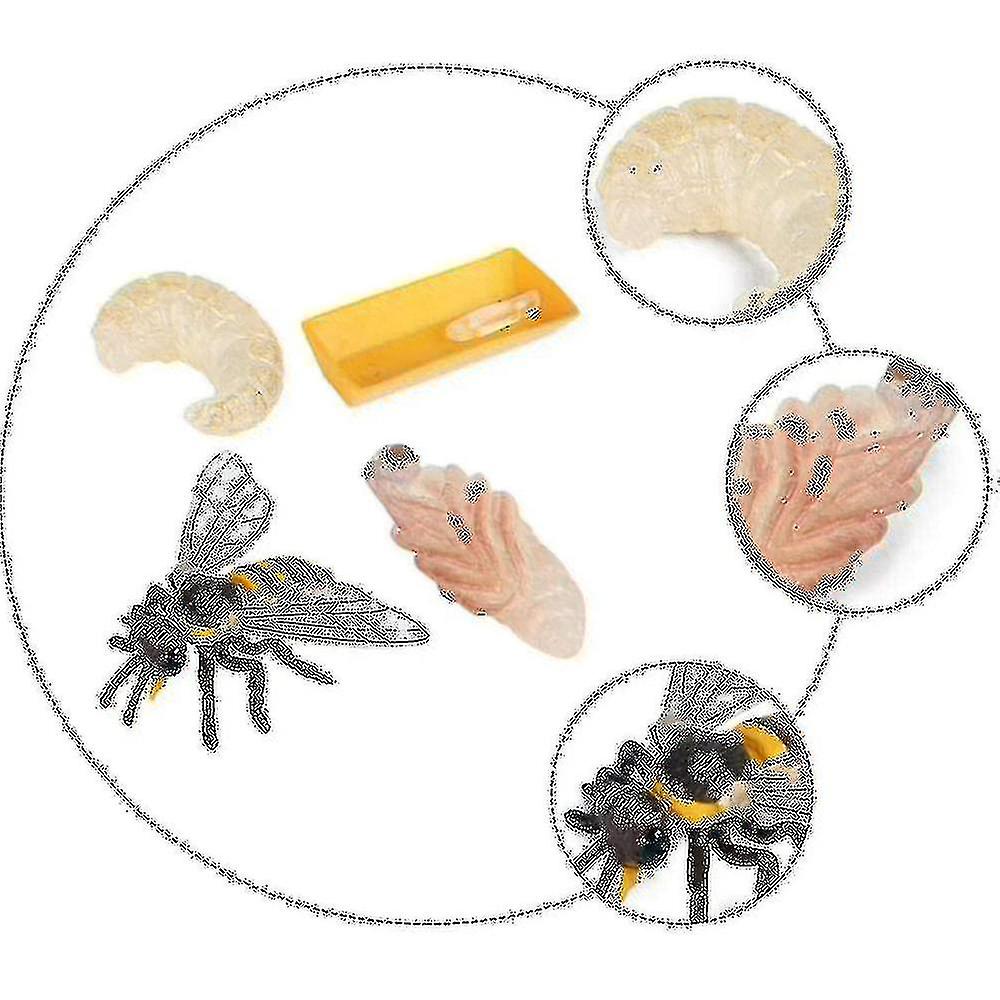 Pack Of 4 Insect Figurines Life Cycle Of Realistic Insects Figures Toys ...