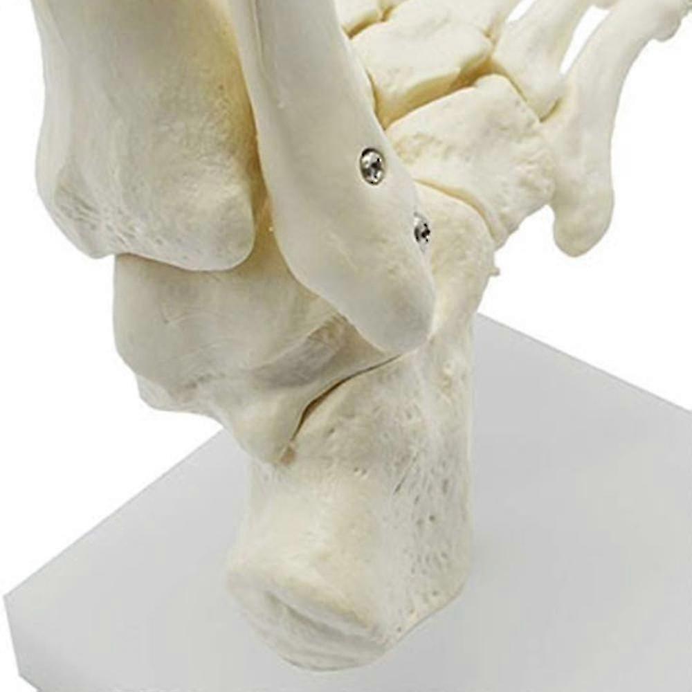 1:1 İnsan İskeleti Ayak Anatomisi Anatomik Model Anatomi Öğretimi ile ...