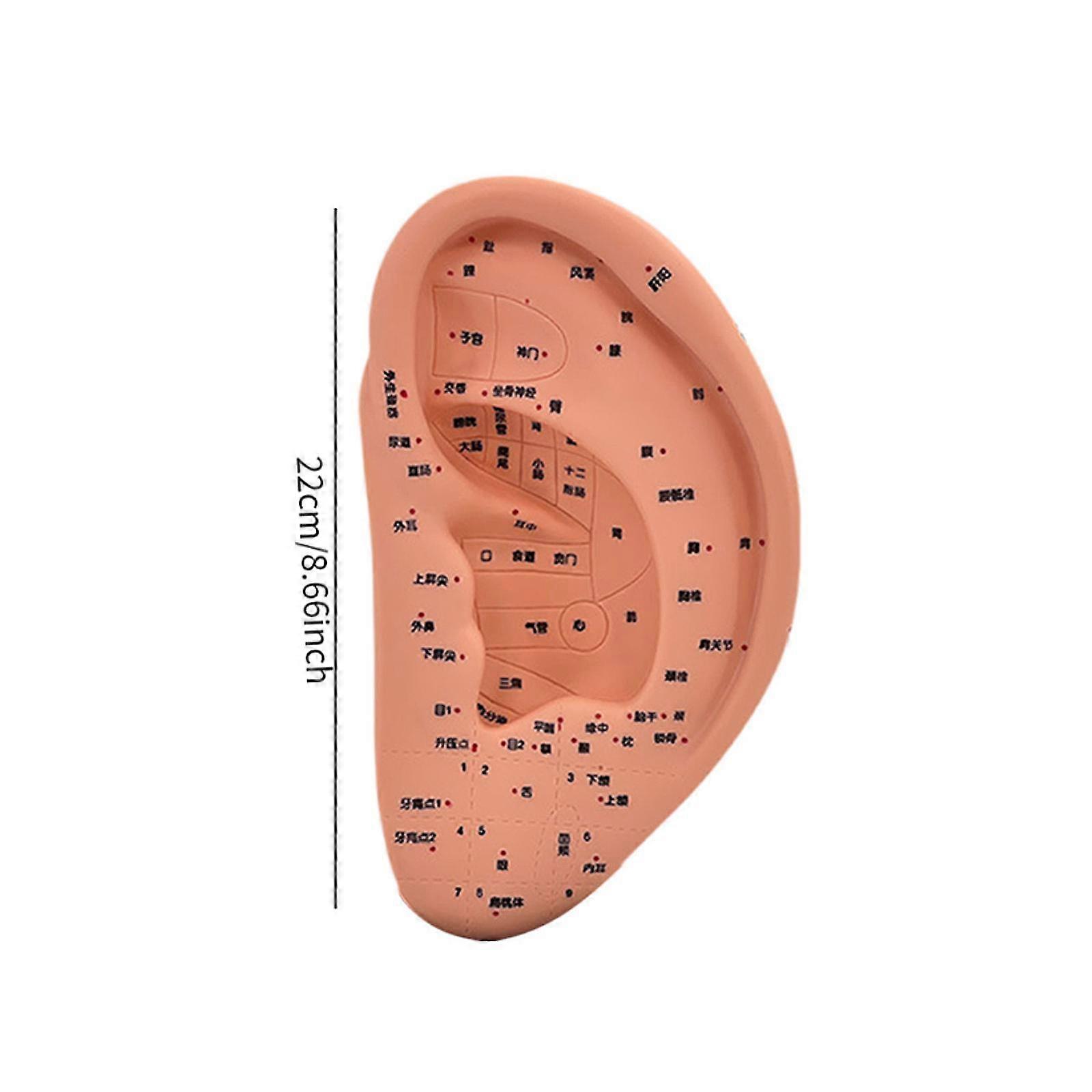 Ear Acupuncture Model Reflexology Acupoint Learning Display ...
