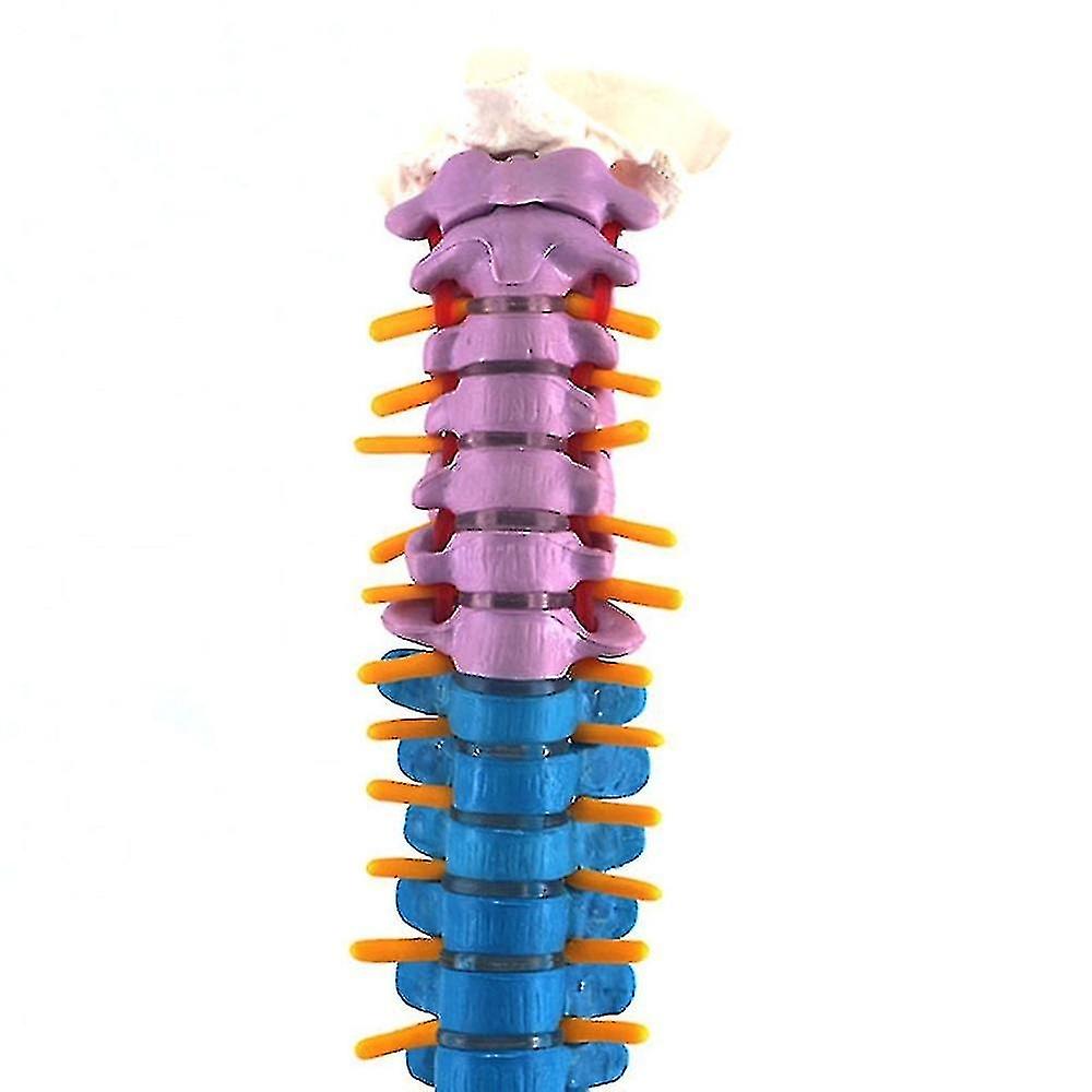 45CM color human spine model with pelvis, femur, coccyx, spine, lumbar ...