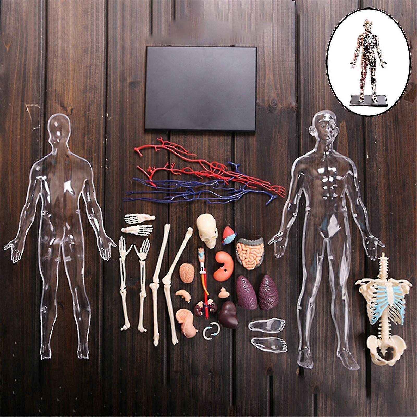 Interactive Human Body Fully Anatomy Figure Human Body Model For Kids ...