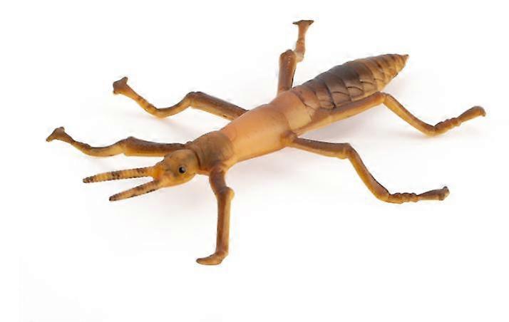 Insect Toy Wild Animal World Figures Model Insect Figures Insect Model ...