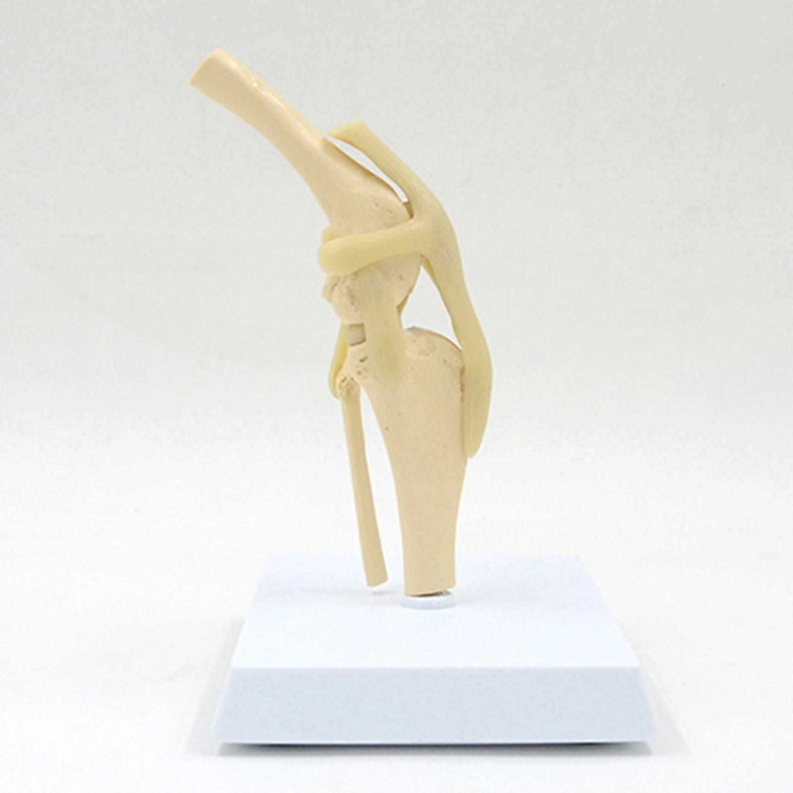 Animal Knee Joint Anatomy Model 1:1 Life Size Anatomical Dog Knee Joint ...