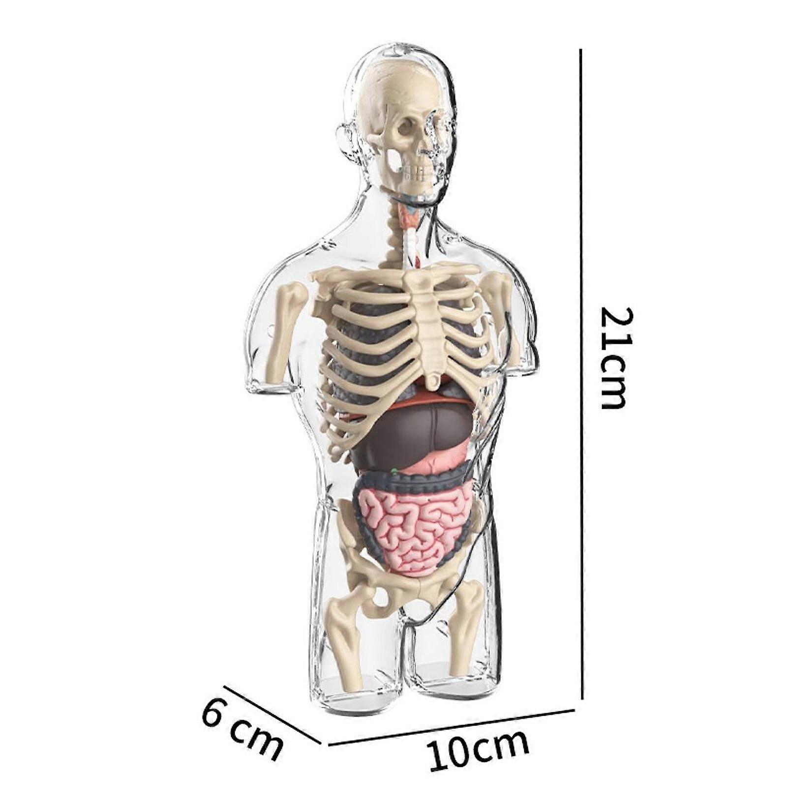 Human Body Model Kits Torso Model Body Parts Organs for Preschool Kids ...