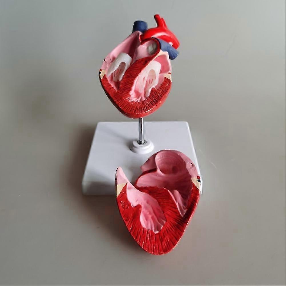 Dog Heart Anatomy Model Canines Pet Teaching Aid Healthy Dog Heart ...