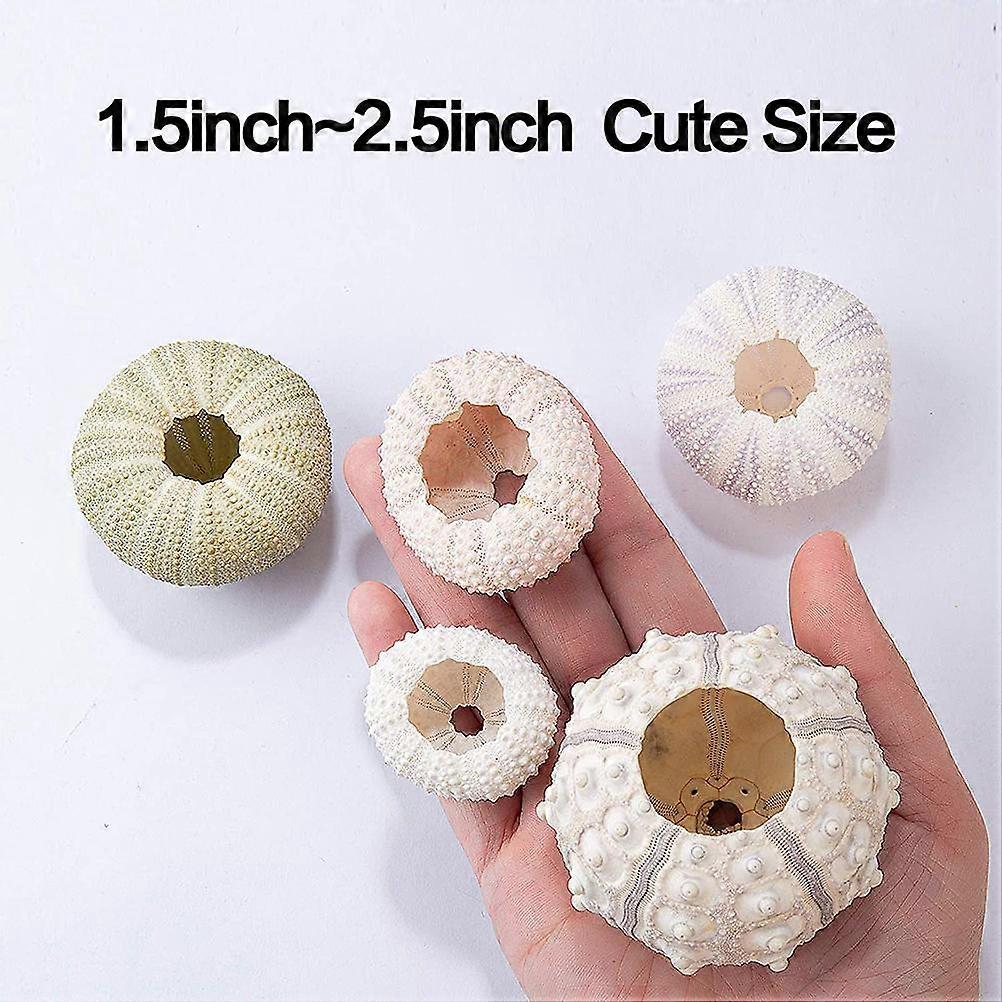 Conch Planters Outdoor Indoor Small Plant Pots 5 Pack Natural Conch ...