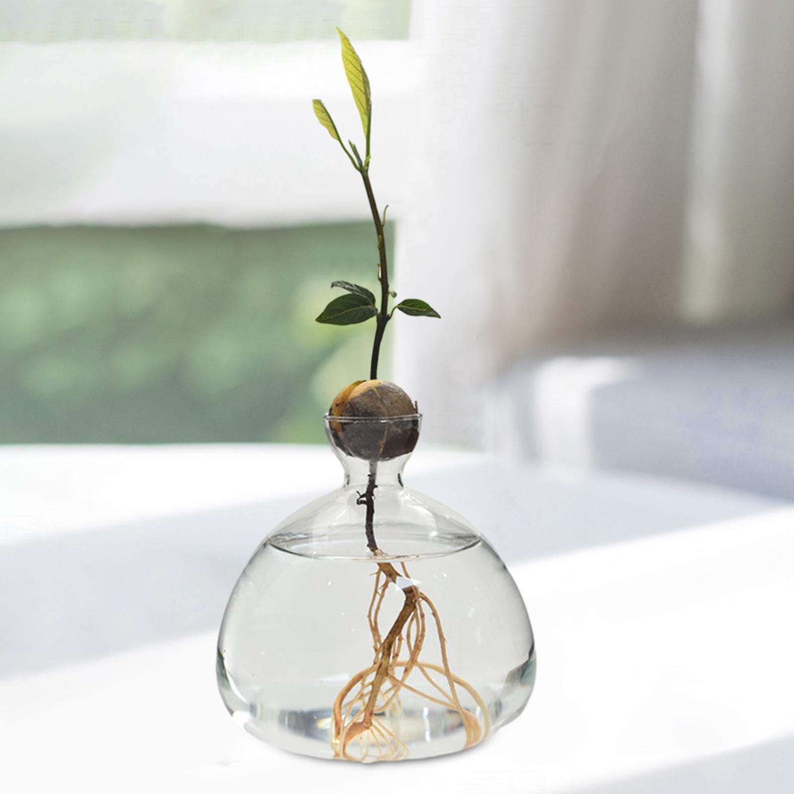Avocado Seed Sprout Starter Vase,Clear Vase Avocado Tree Growing Vase ...