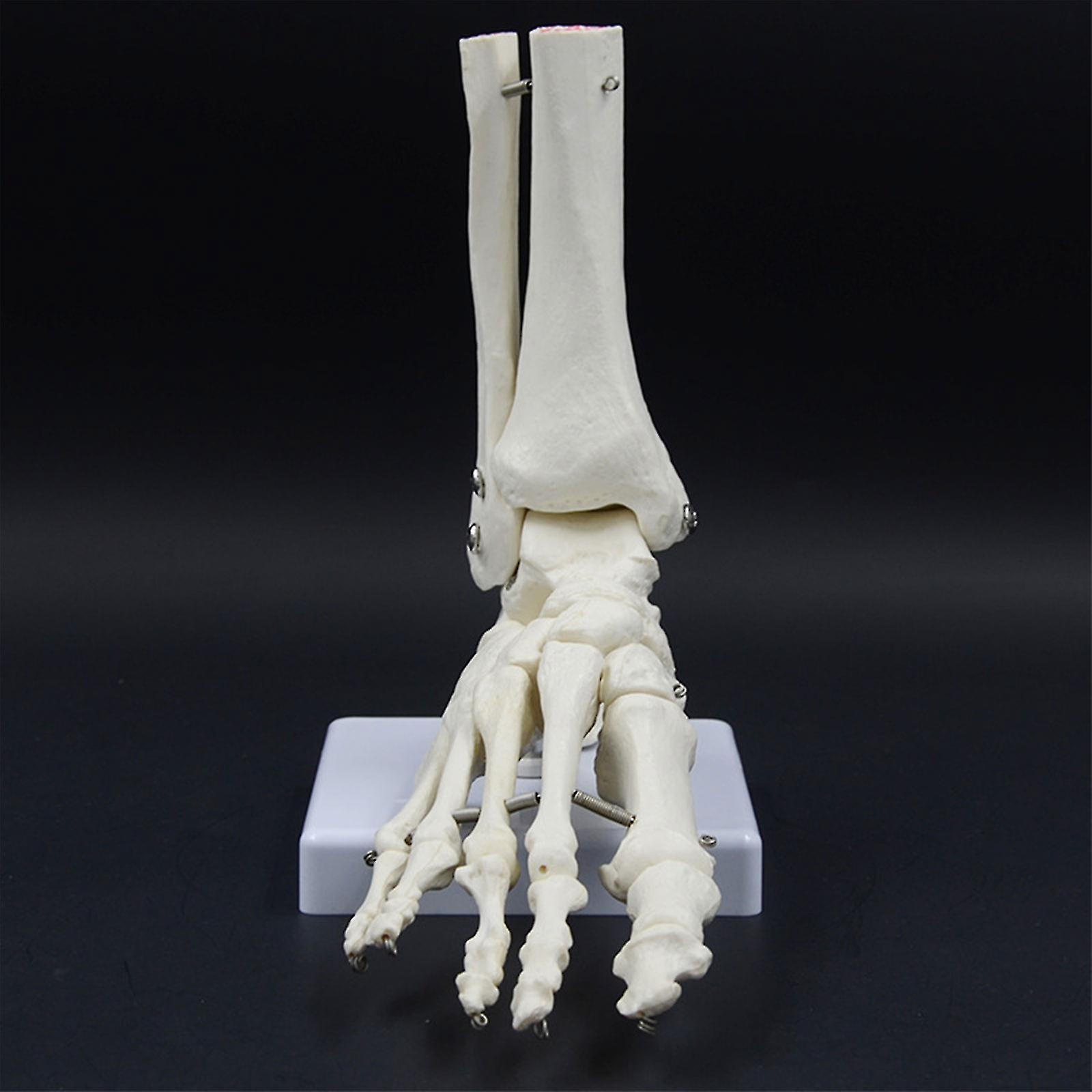 Life Size Human Foot Ankle Model Medical Anatomy Foot Skeleton Model ...