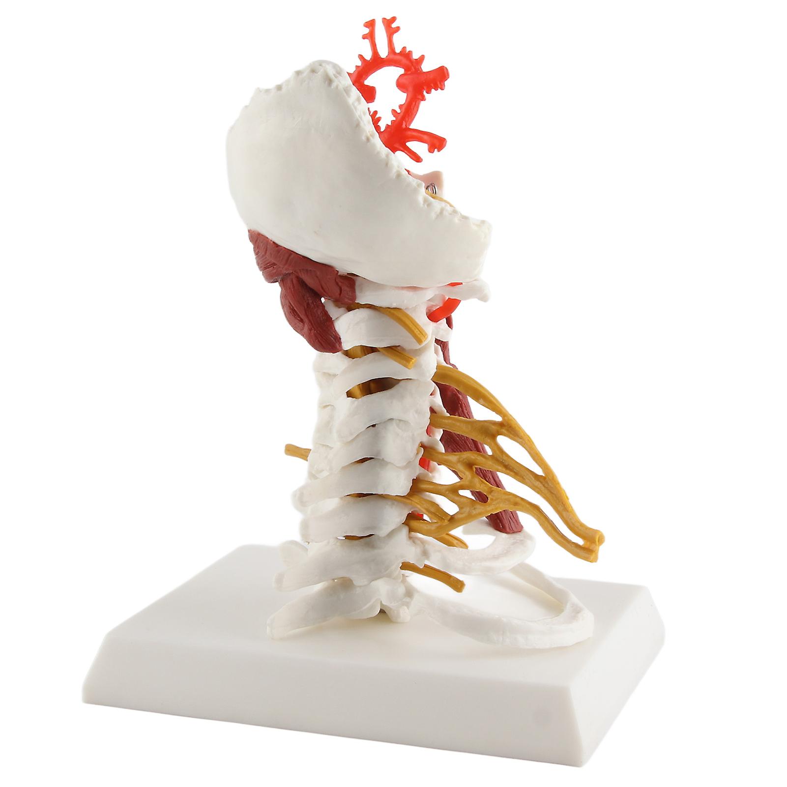 Cervical Spine Model Removable Human Spinal Nerves Model for Doctor ...