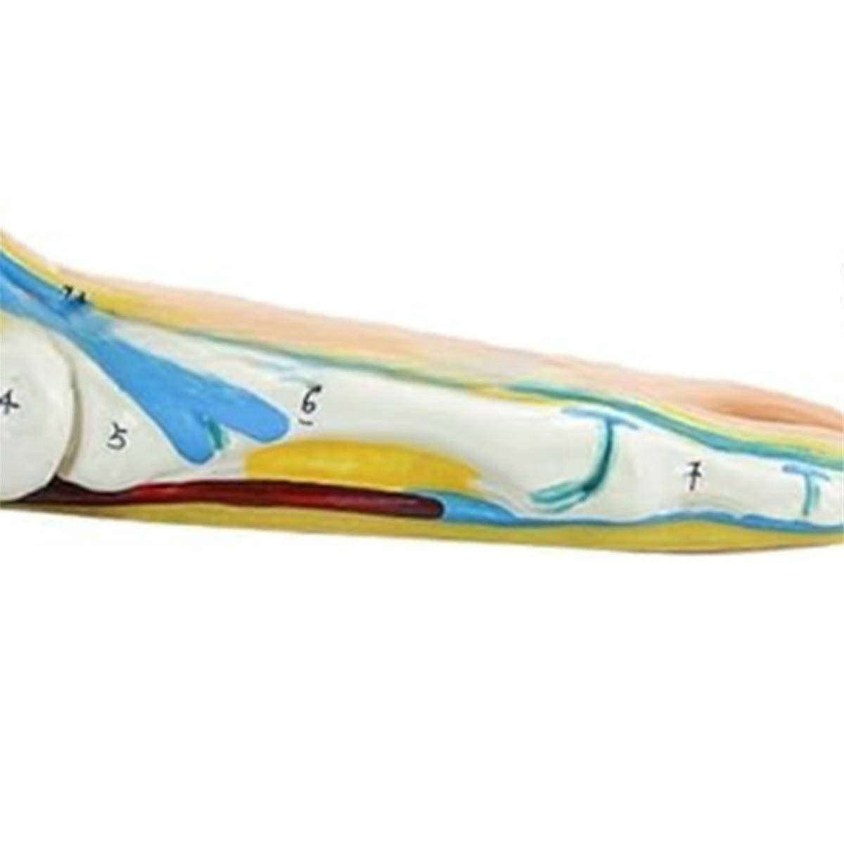 Foot Anatomy Model, Human Anatomy Foot Model, Normal Flat Arched Foot ...
