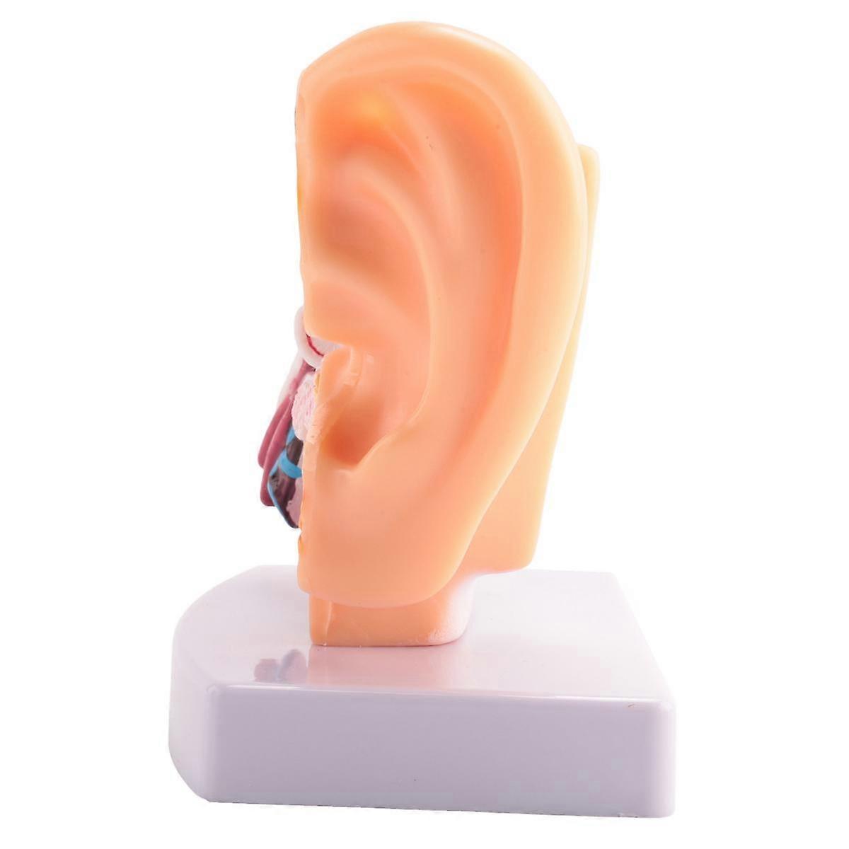 1.5 Times Human Ear Anatomy Model Showing Organs Structure Of the ...