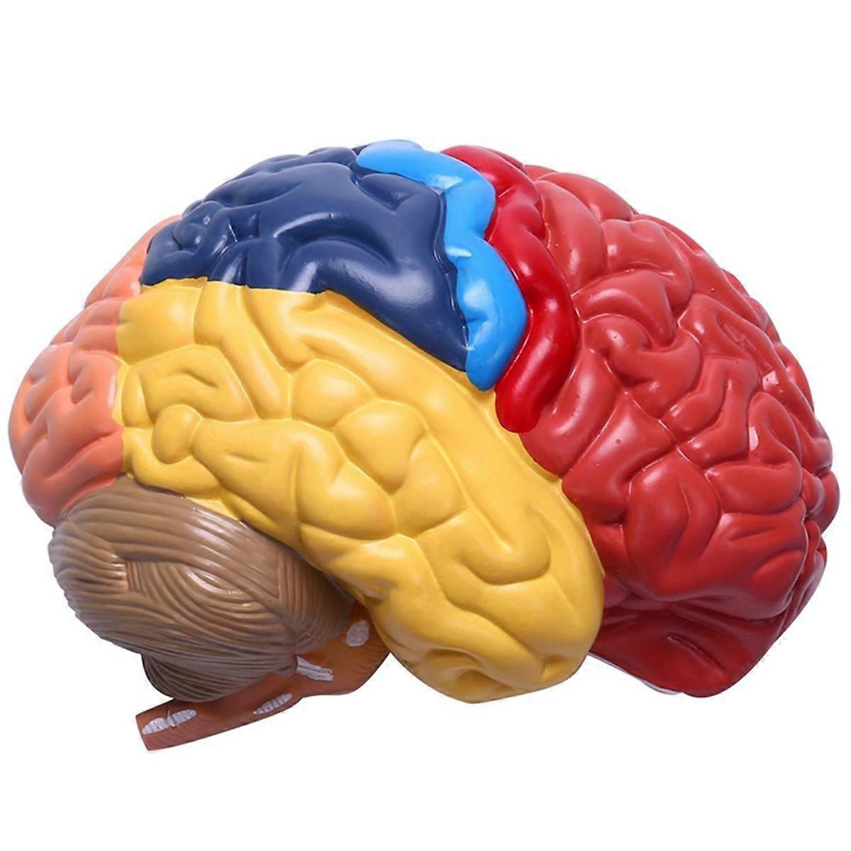 Cerebral Anatomical Model Anatomy 1:1 Half Brain Brainstem Teaching Lab ...