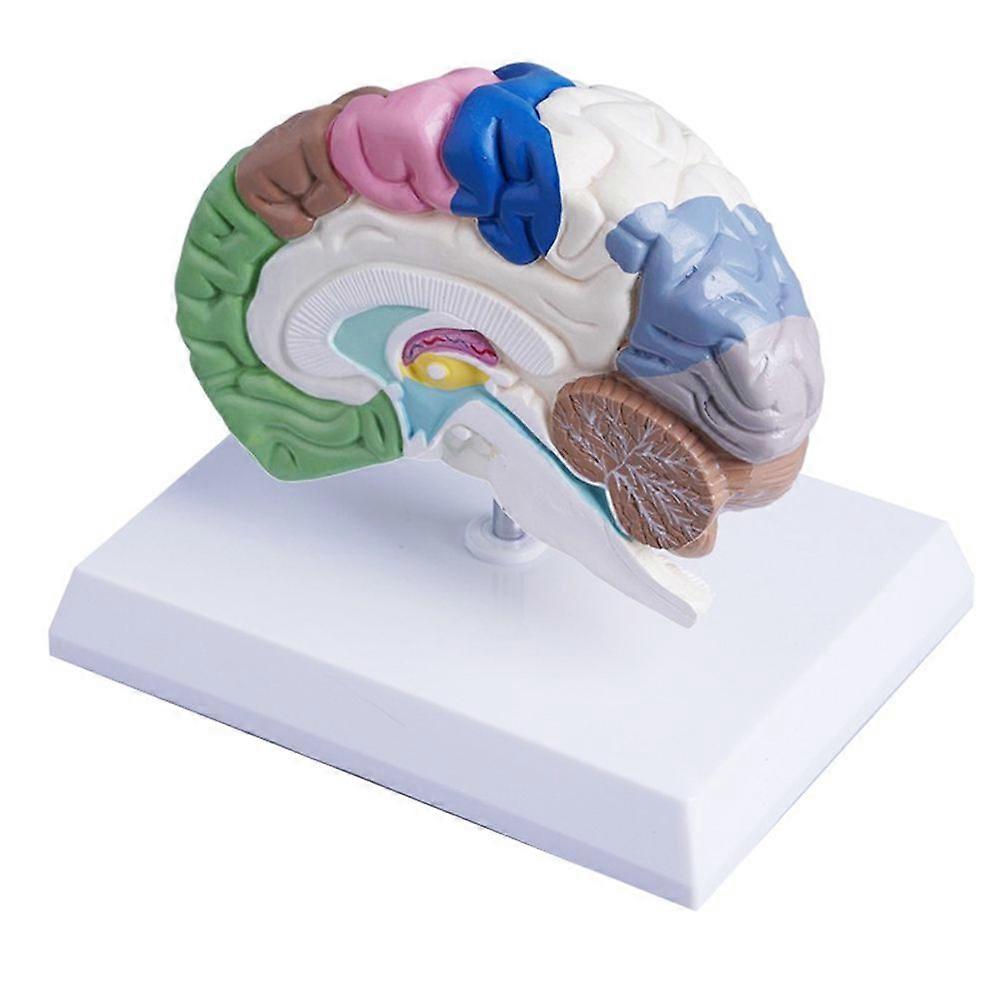 Human Half Brain Anatomy Model Life Size Anatomical,Brain Model Medical ...